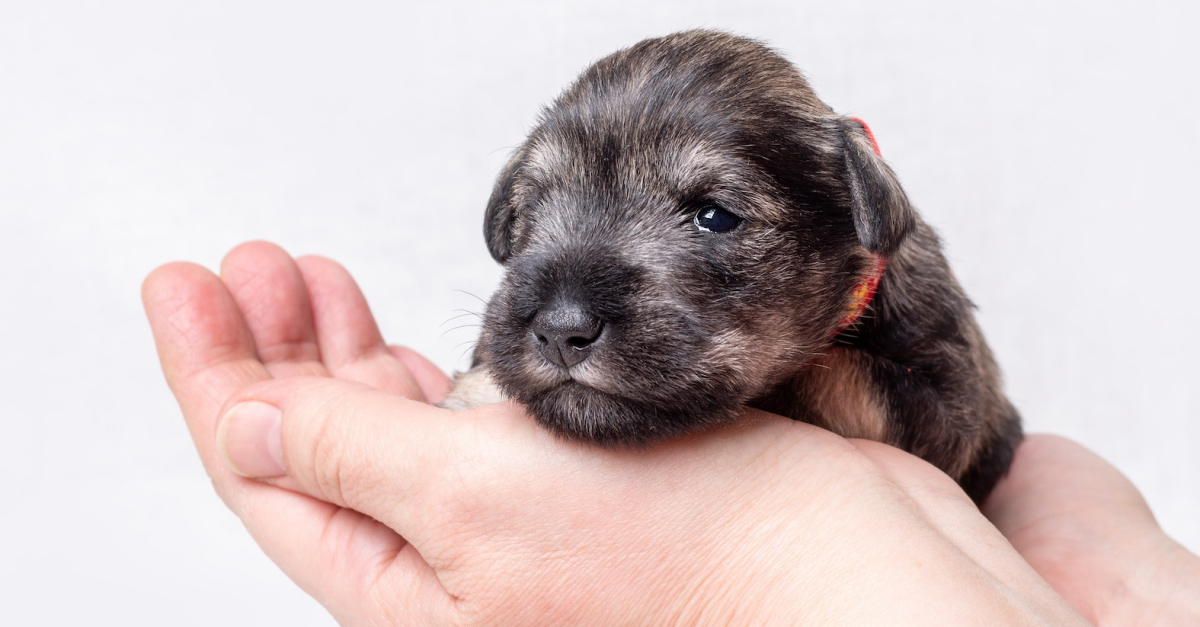 Chiot Schnauzer Nain : caractéristiques et photos