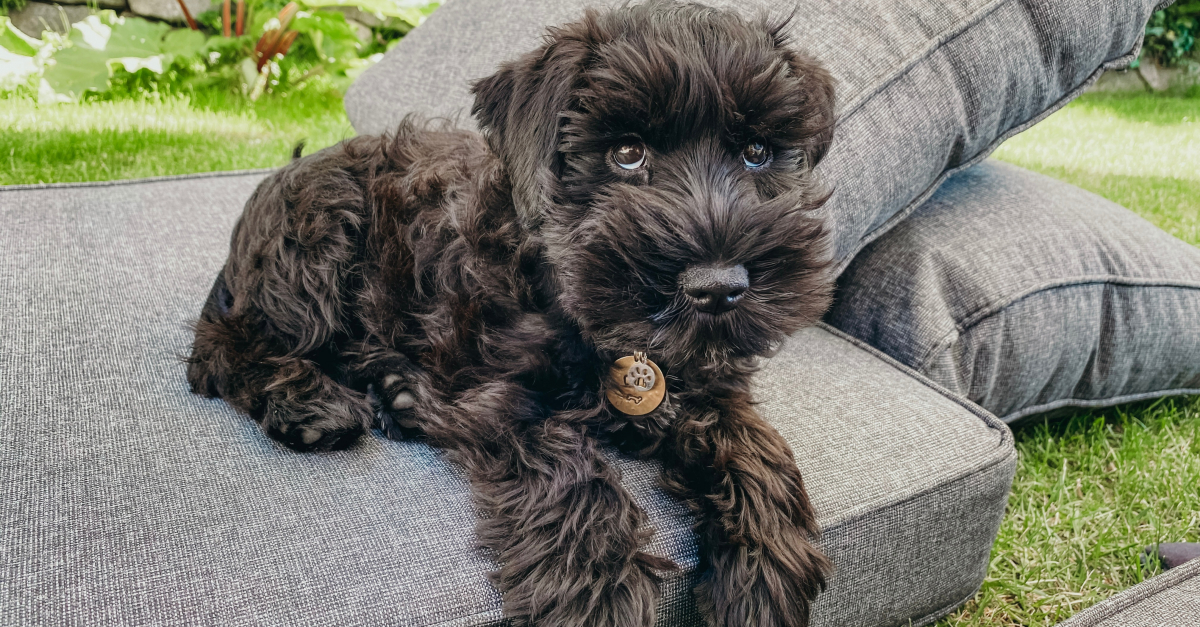 Schnauzer Nain