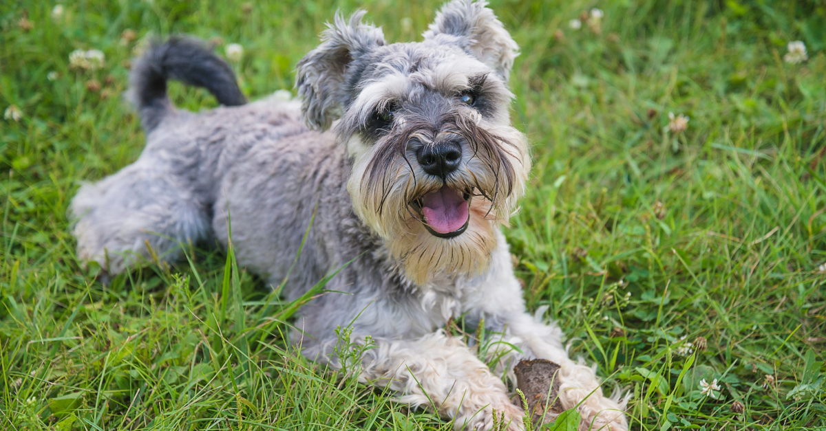 Schnauzer Nain poivre et sel : caractéristiques et photos